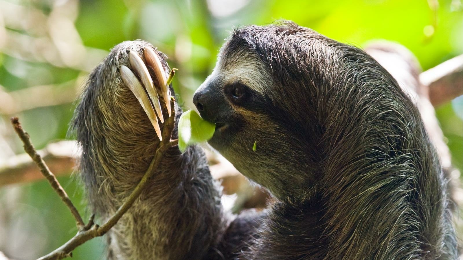 Download Animal Three Toed Sloth Image