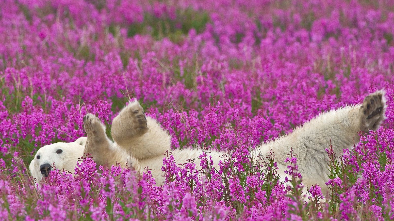 Snapdragon - Desktop Wallpapers, Phone Wallpaper, PFP, Gifs, and More!