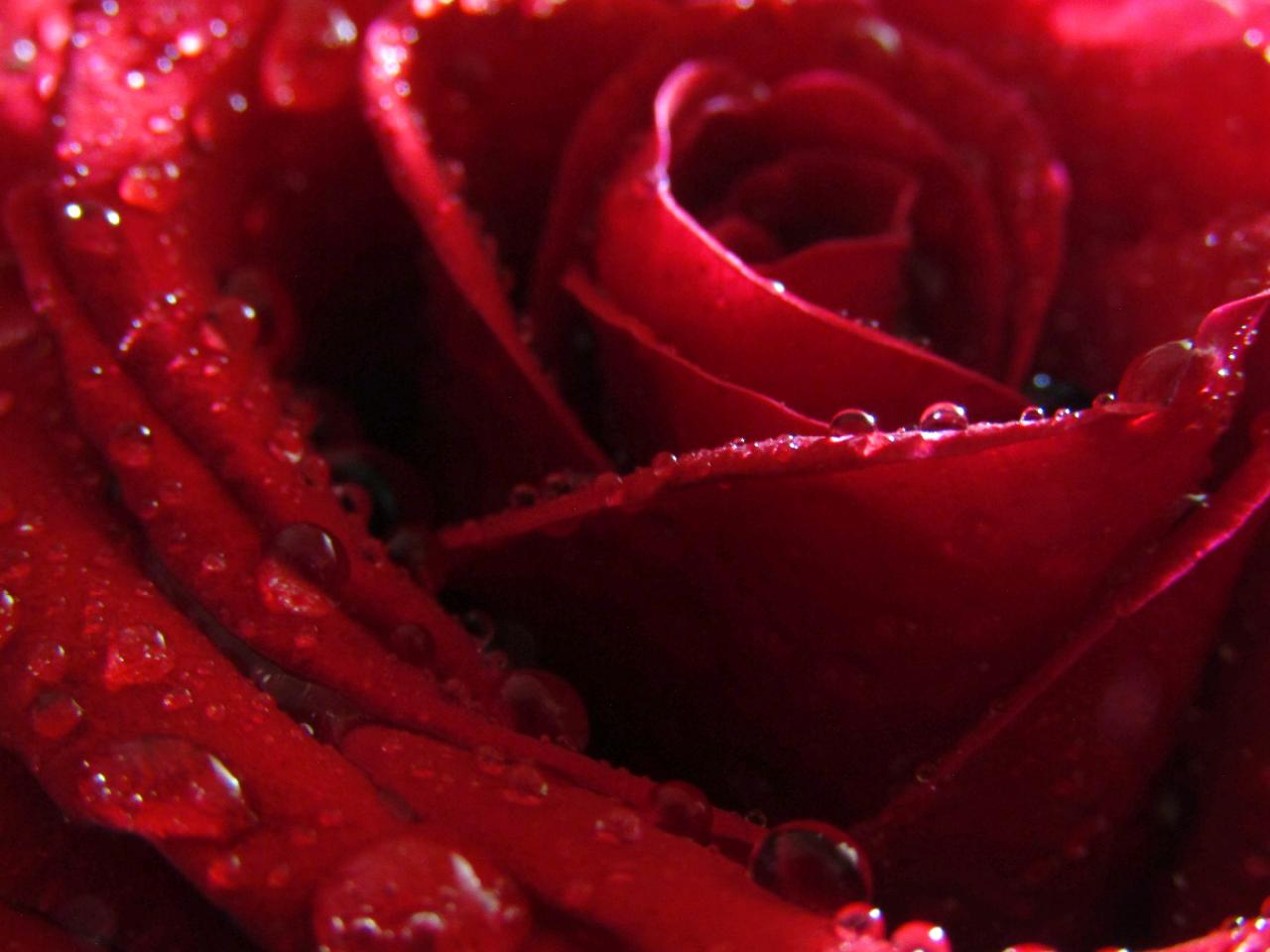 Water droplets on red rose by Demasc1 - Image Abyss