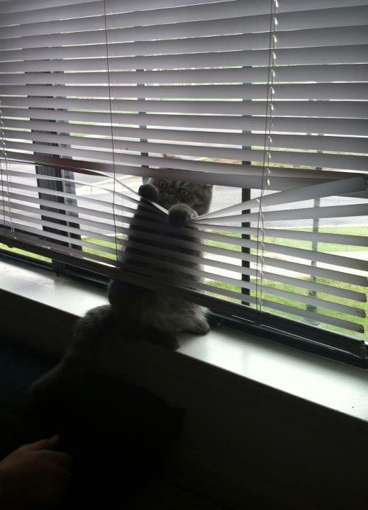 Looking Outside - Desktop Wallpapers, Phone Wallpaper, PFP, Gifs, and More!