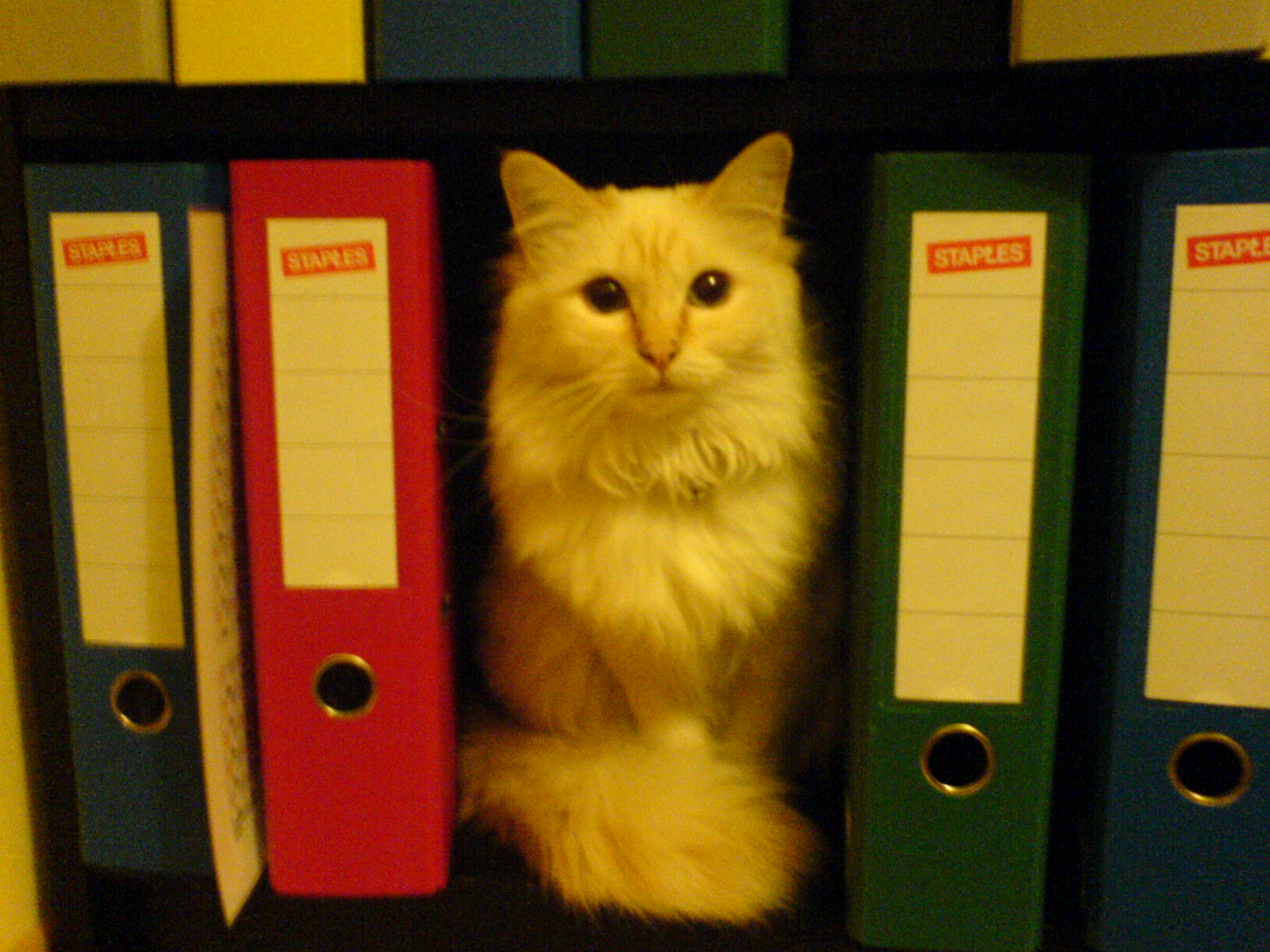 Office Feline Amid Colorful Folders: The Ultimate Pet Assistant
