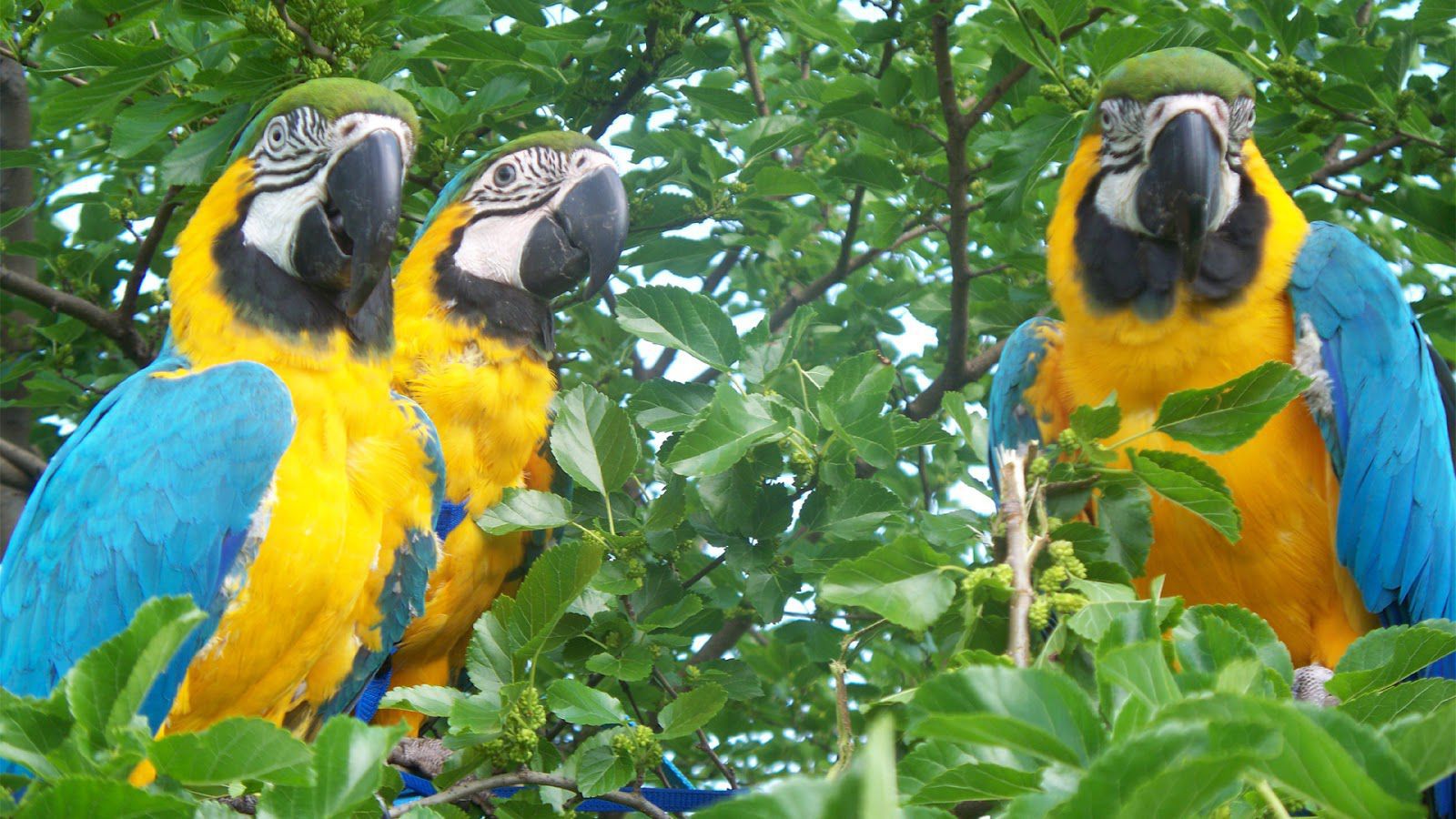 Download Bird Animal Blue-and-yellow Macaw Image