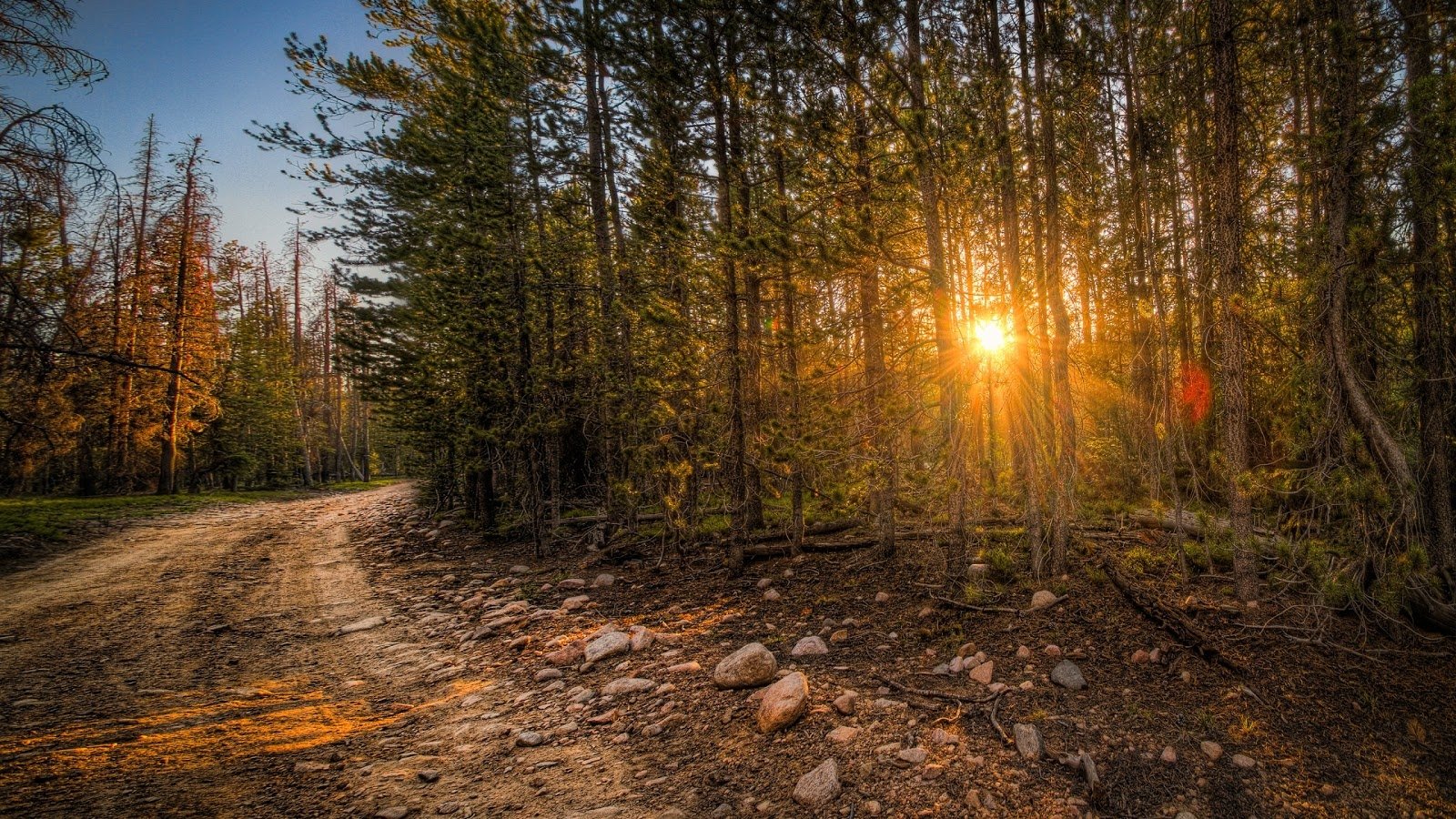 Sunlit Forest Trail