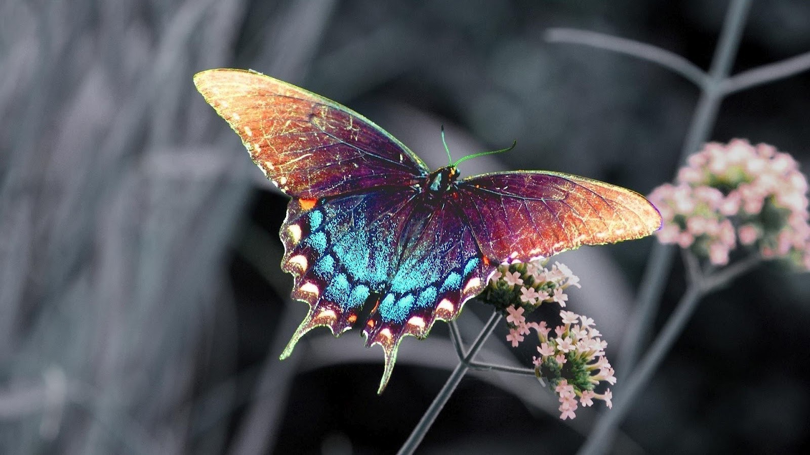 Radiant Swallowtail Butterfly