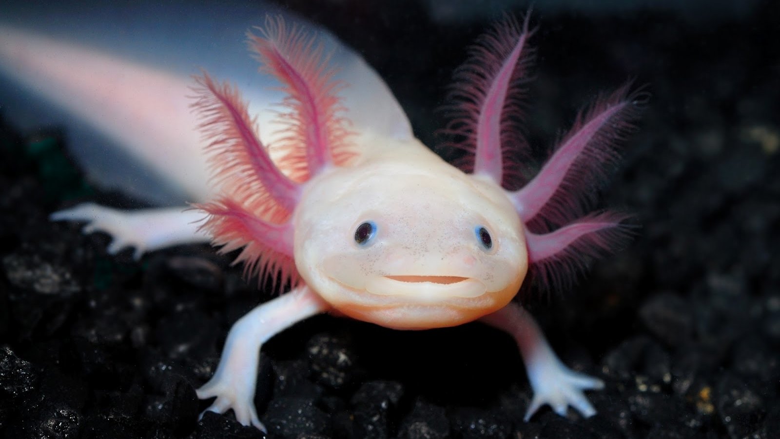 Axolotl - Desktop Wallpapers, Phone Wallpaper, PFP, Gifs, and More!