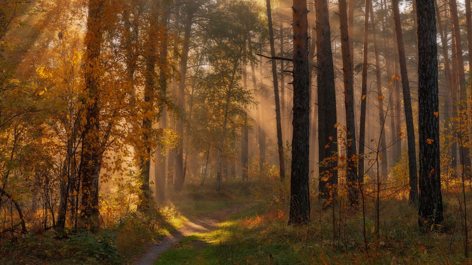 Download Nature Forest Image