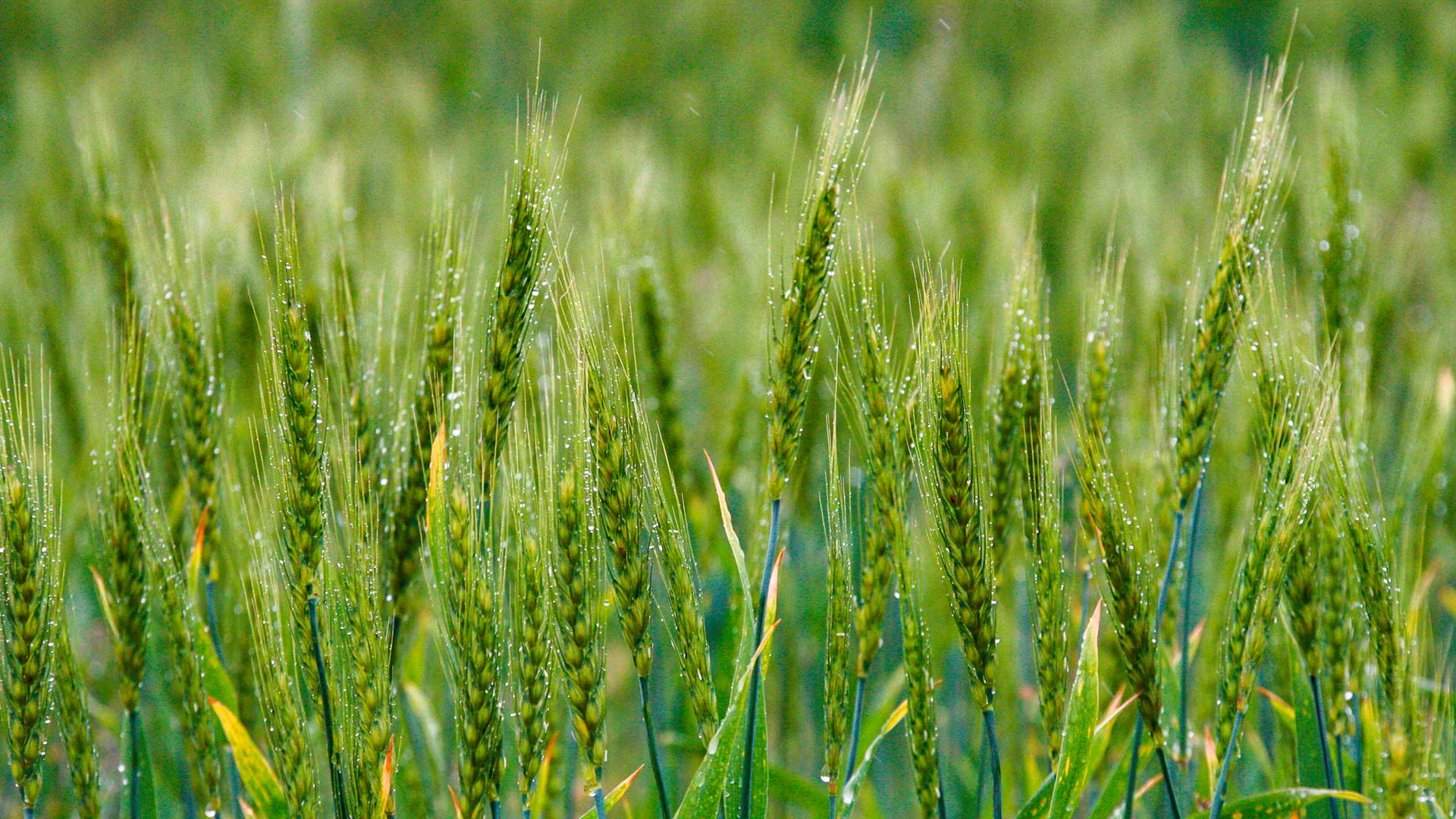 Download Nature Wheat Image