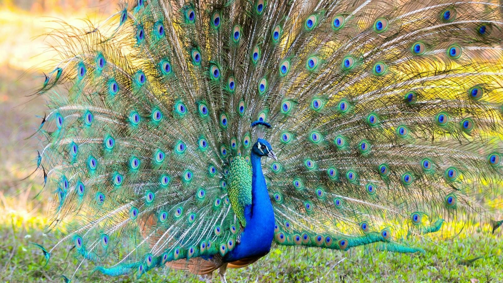 Peacock Picture - Image Abyss
