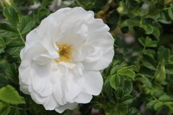 Beach Rose by phonotactician - Image Abyss