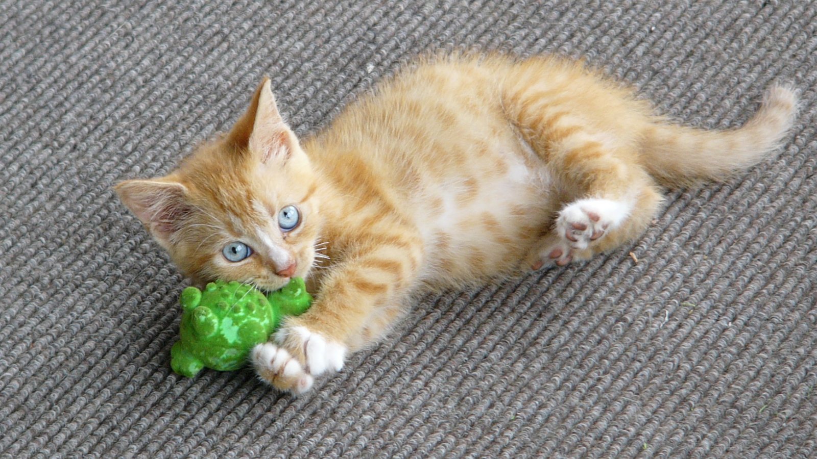 Dally as a baby in the front porch by durkeema