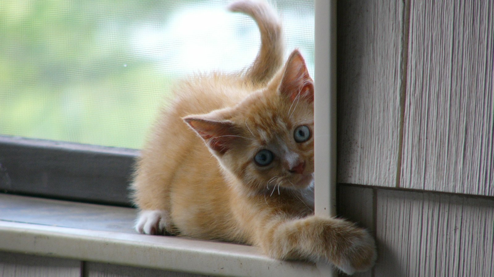 Dally as a baby by durkeema