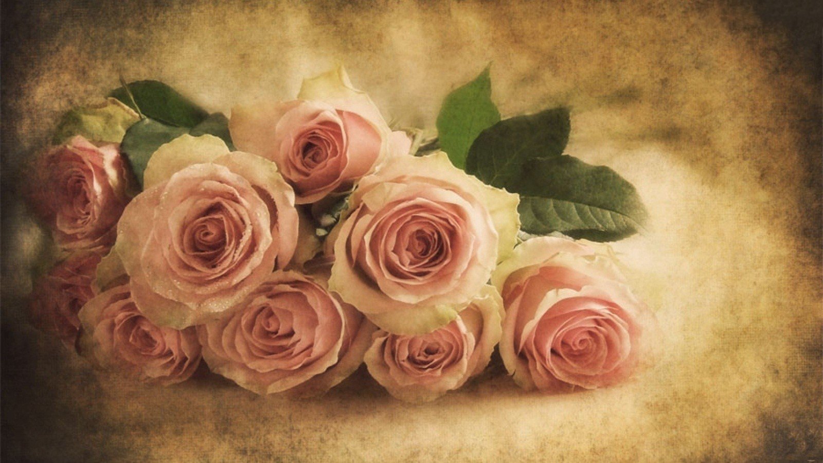 Vintage Pink Roses Photography