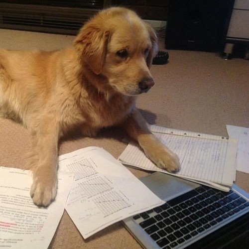 Download Animal Golden Retriever Dog Study Laptop Image
