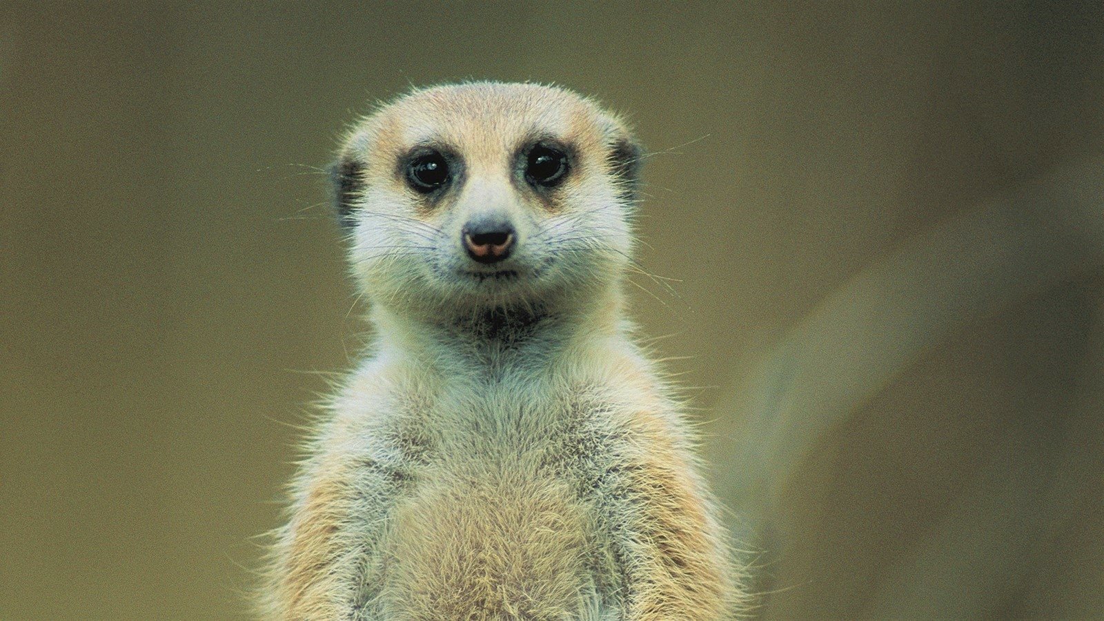 Adorable Meerkat Moment: Nature’s Cute Sentinel
