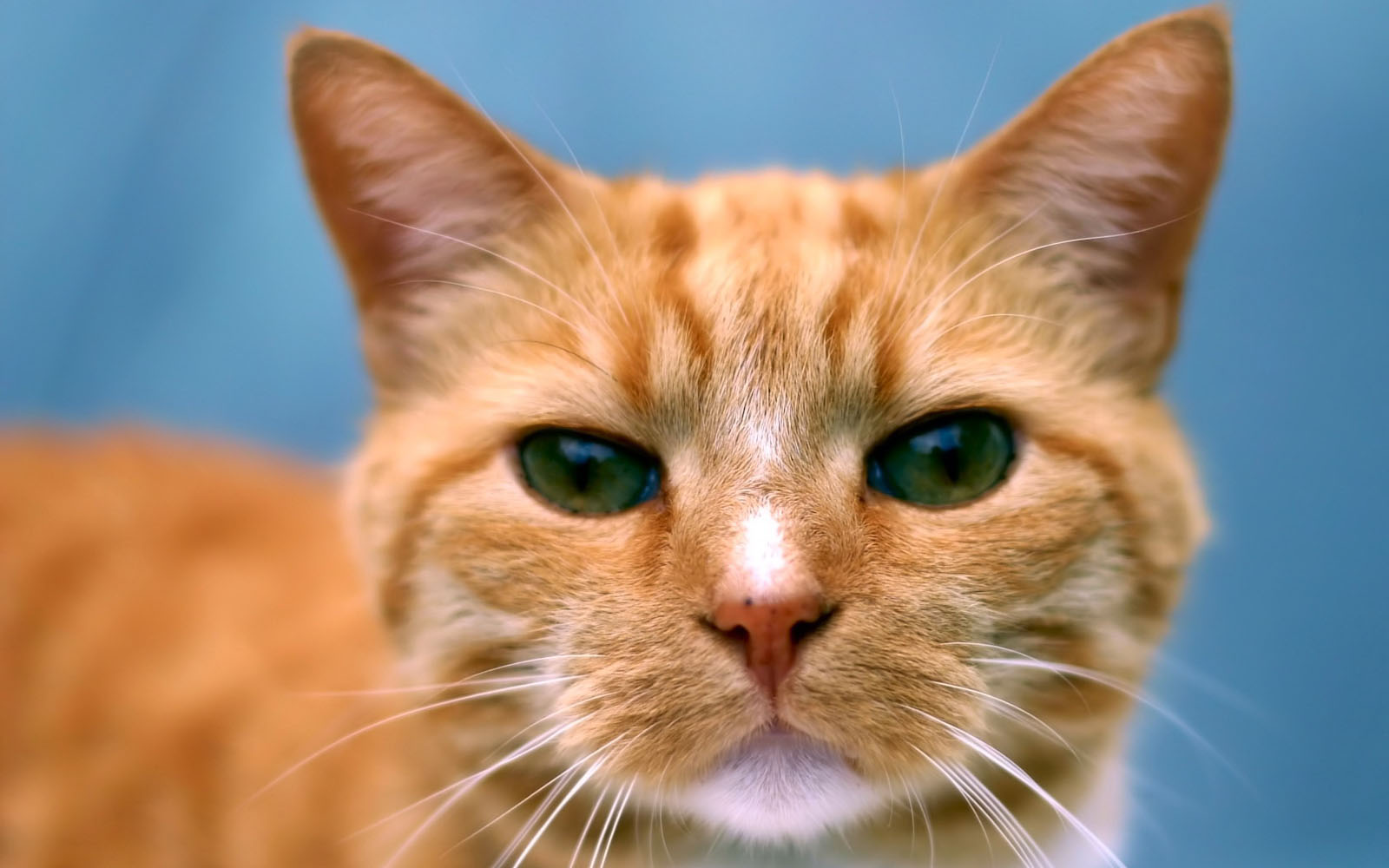 Download Animal Cat Image