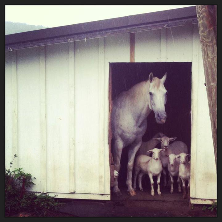 Farm Animals - Desktop Wallpapers, Phone Wallpaper, PFP, Gifs, and More!