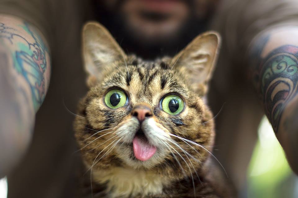 Download Animal Cat Playful Cute Pet Cute Cat Image