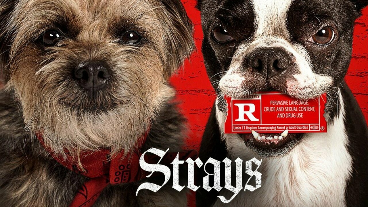 Strays - Desktop Wallpapers, Phone Wallpaper, PFP, Gifs, and More!