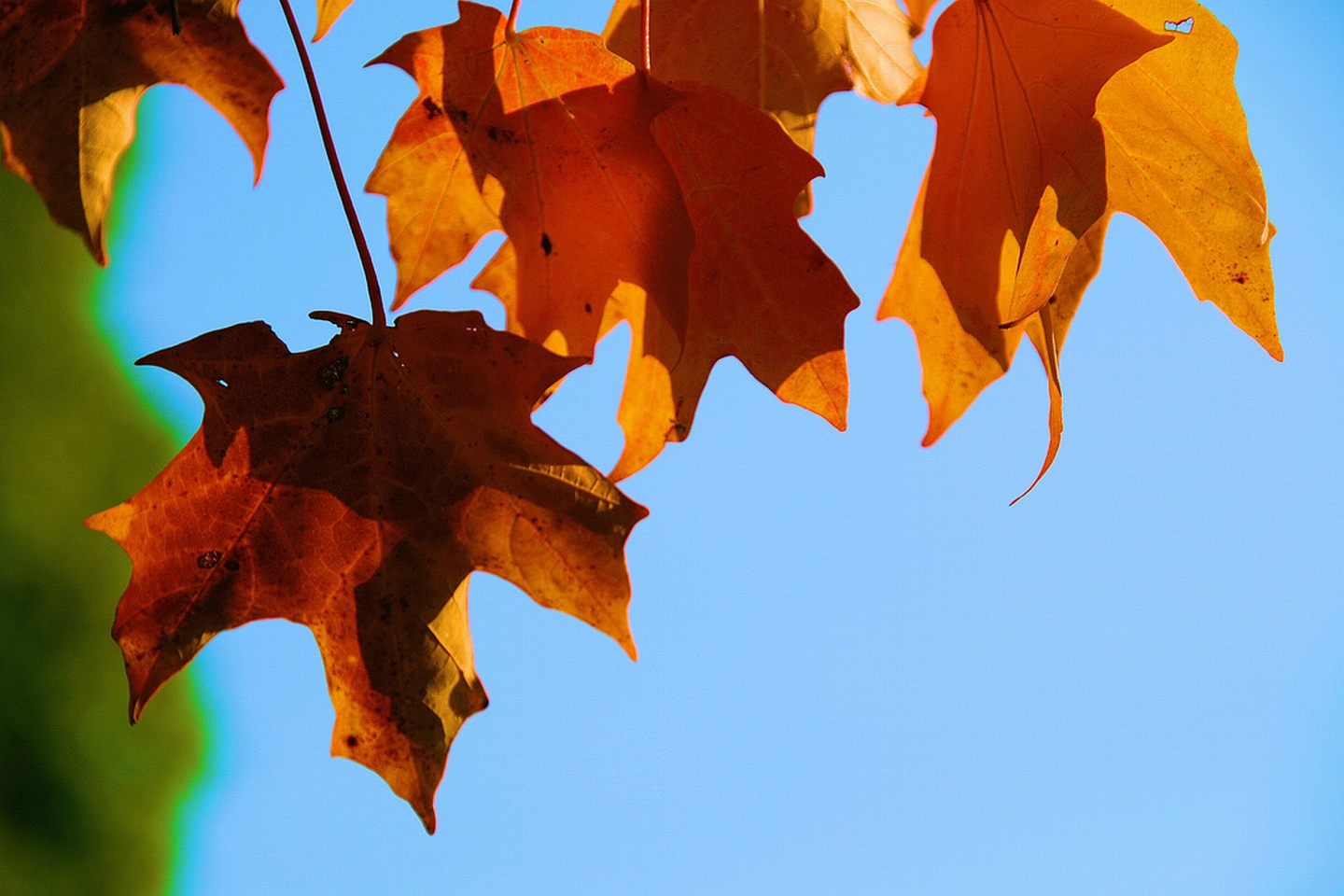 Leaf Picture - Image Abyss