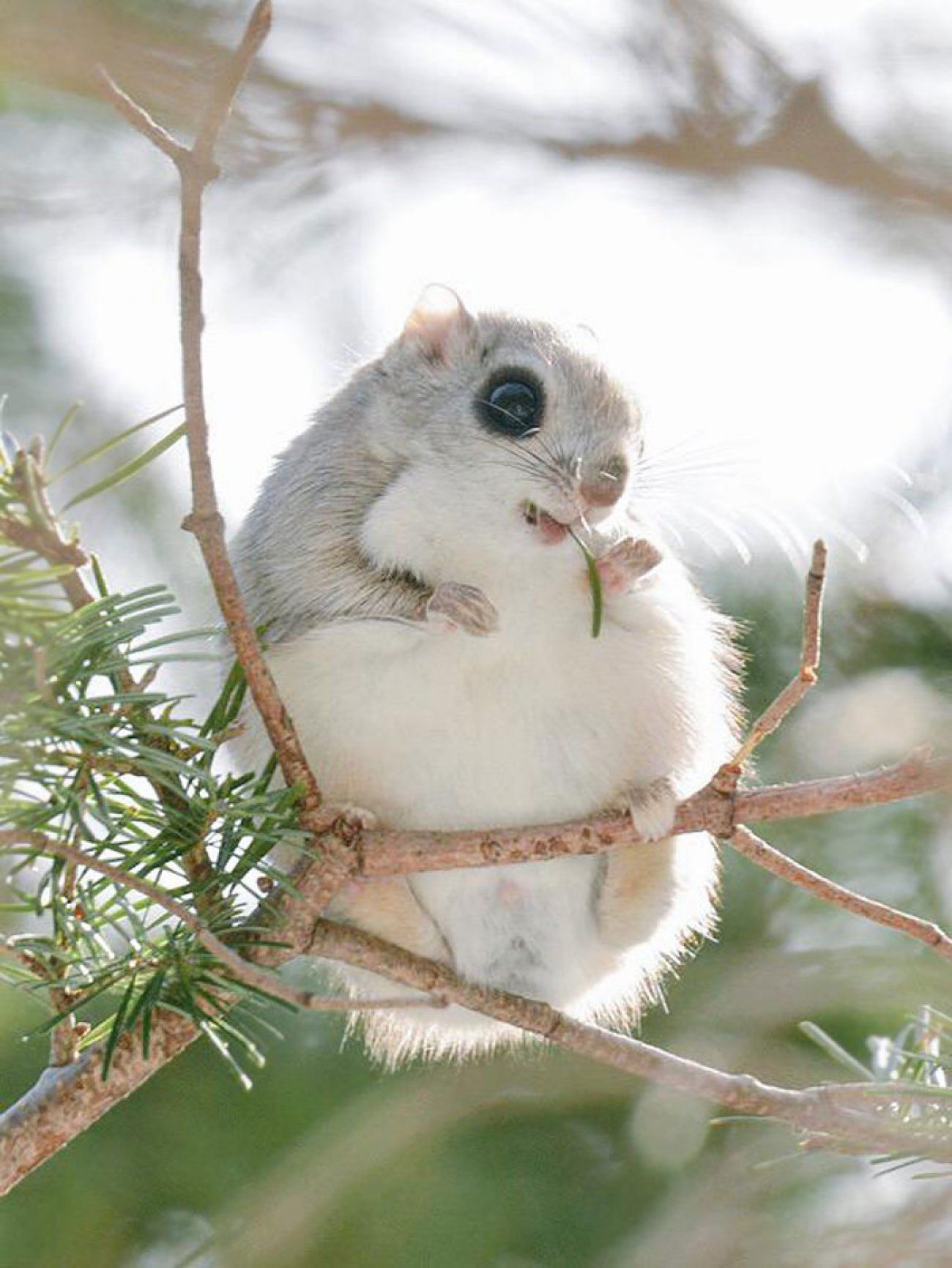 Download Ezo Momonga Japan Animal Flying Squirrel Image