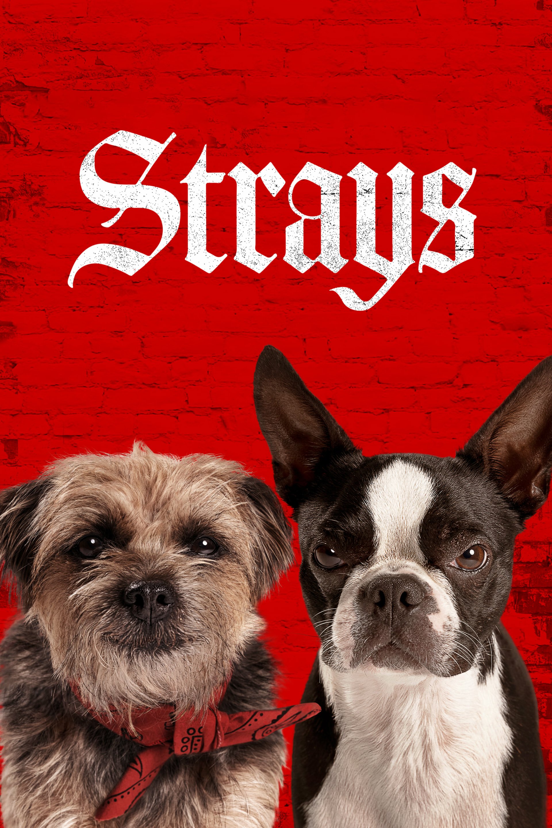 Strays - Desktop Wallpapers, Phone Wallpaper, PFP, Gifs, and More!