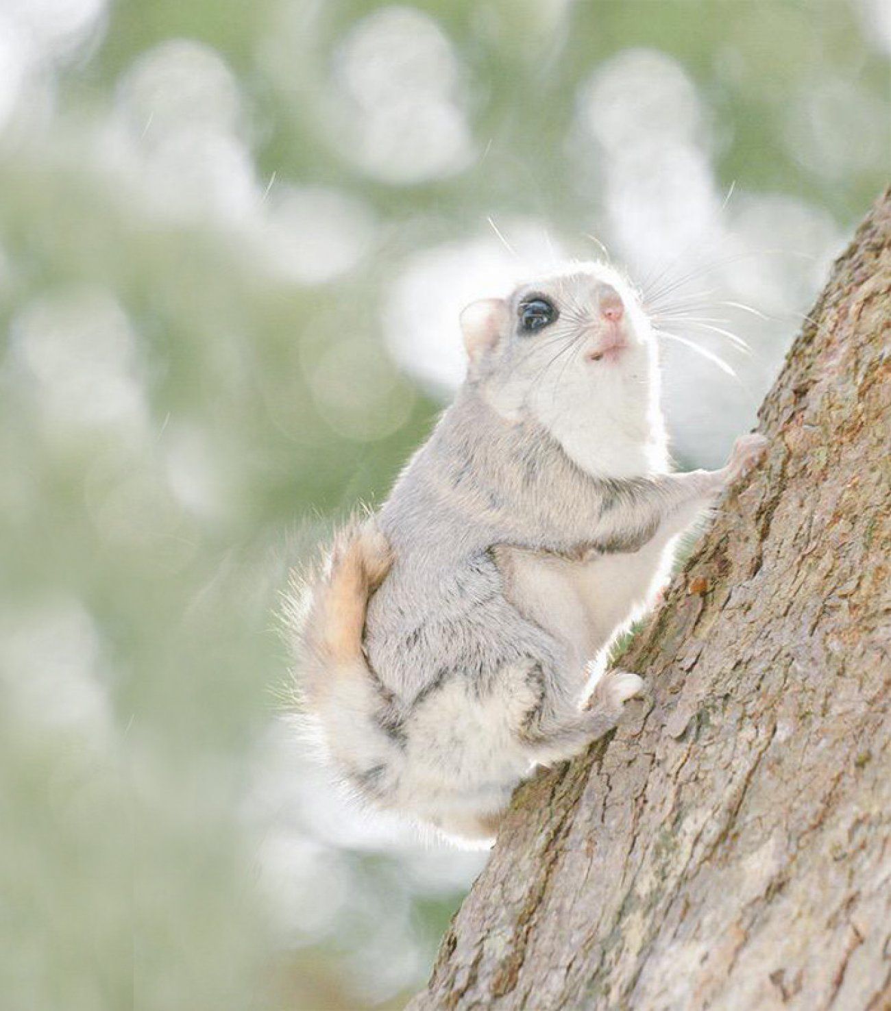 Download Ezo Momonga Japan Animal Flying Squirrel Image