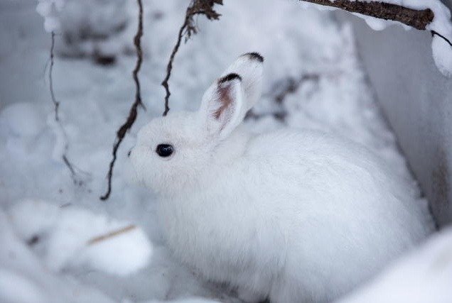 Snow Rabbit - Desktop Wallpapers, Phone Wallpaper, PFP, Gifs, and More!