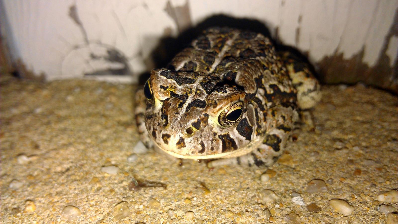 Download Animal Toad Image