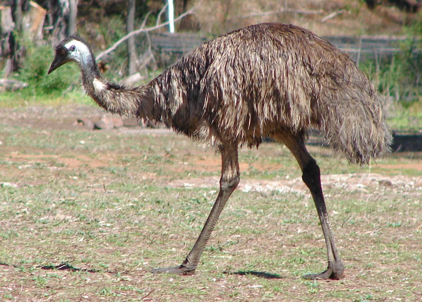 Download Animal Emu Image
