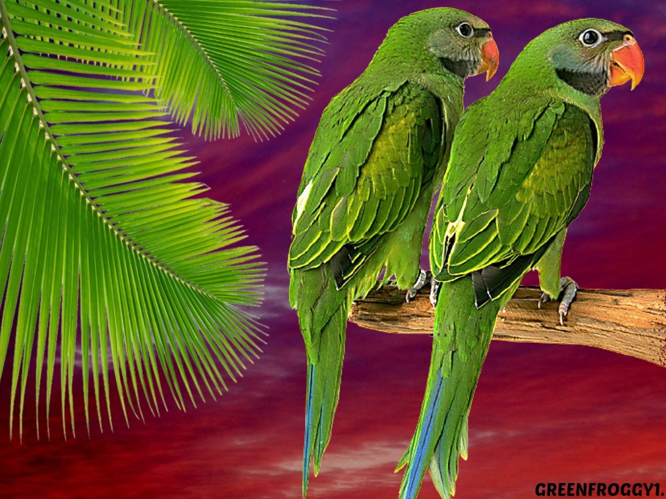 Parakeet - Desktop Wallpapers, Phone Wallpaper, PFP, Gifs, and More!