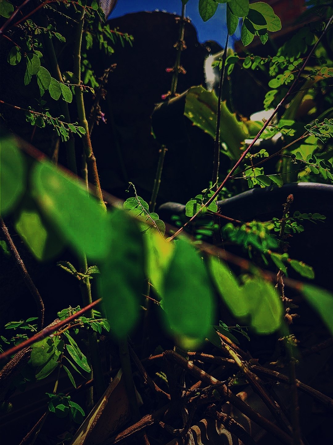Garden Green - Desktop Wallpapers, Phone Wallpaper, PFP, Gifs, and More!