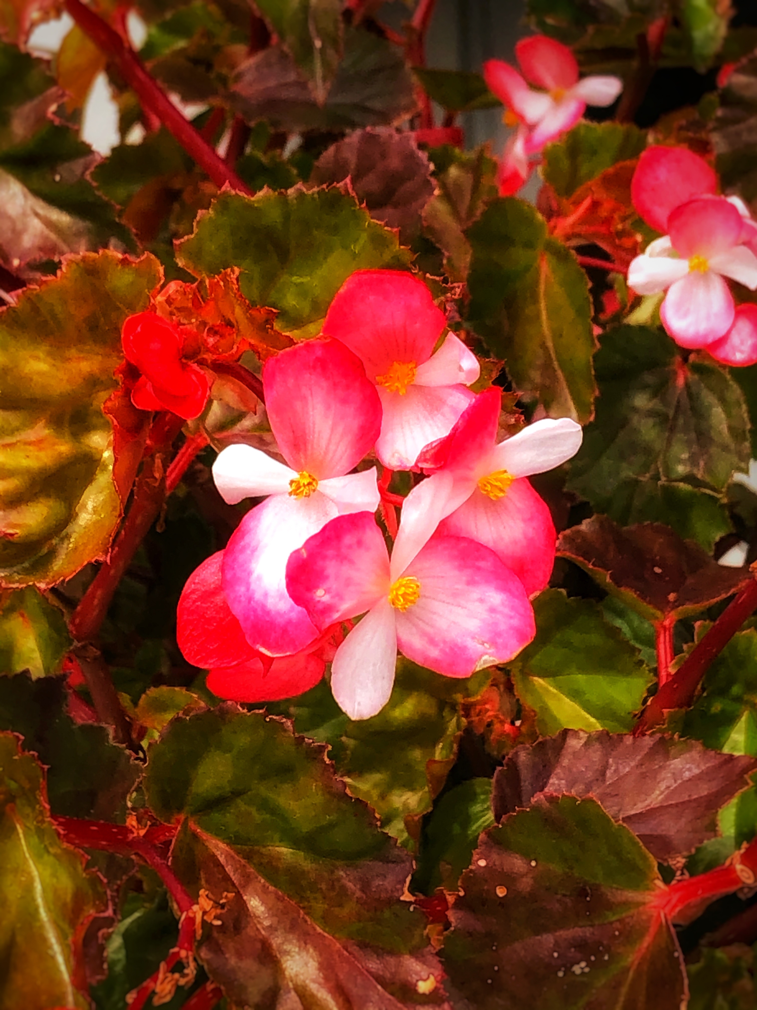 Flower in Bloom by jhim