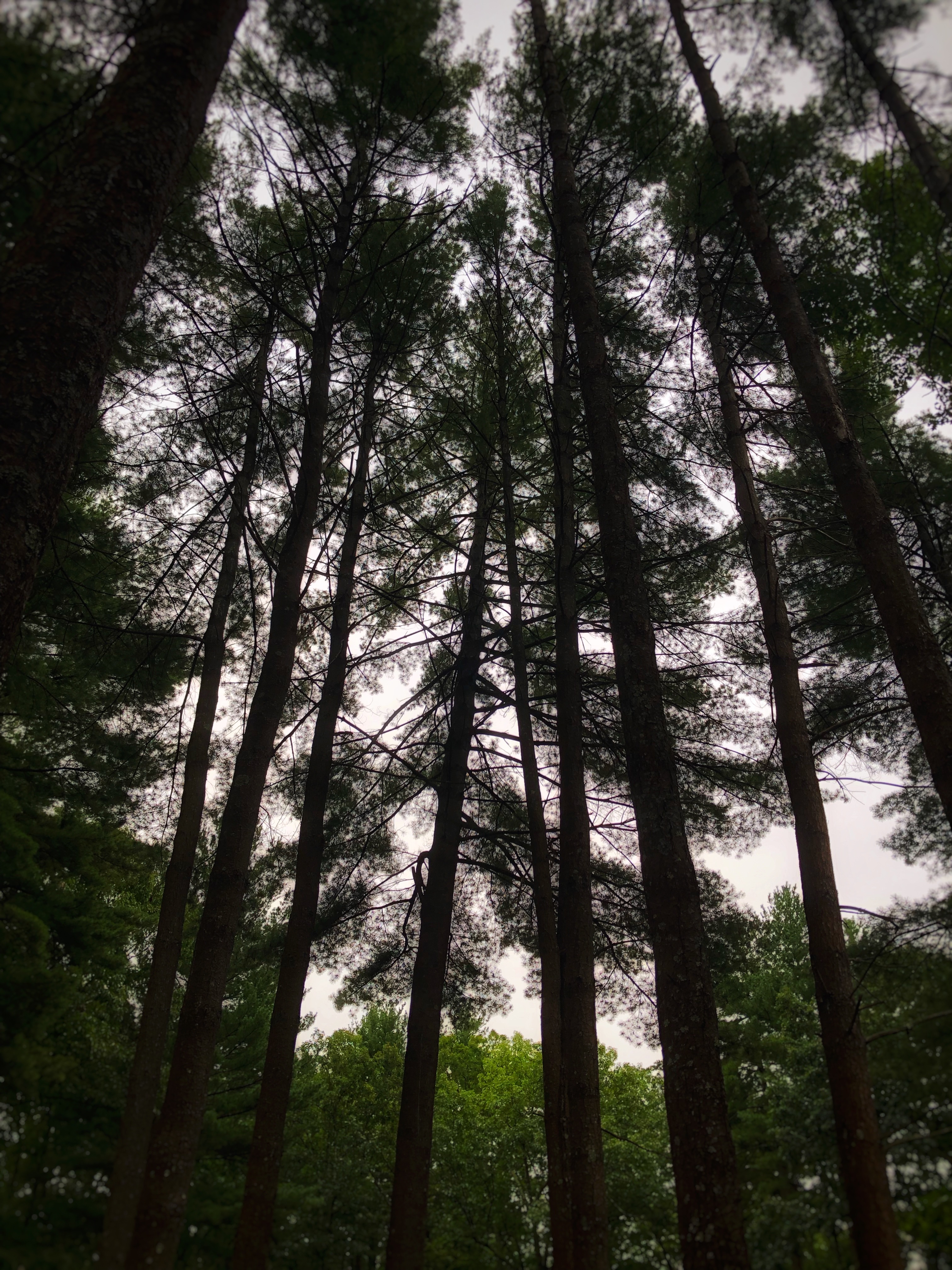 Between the Pines by jhim