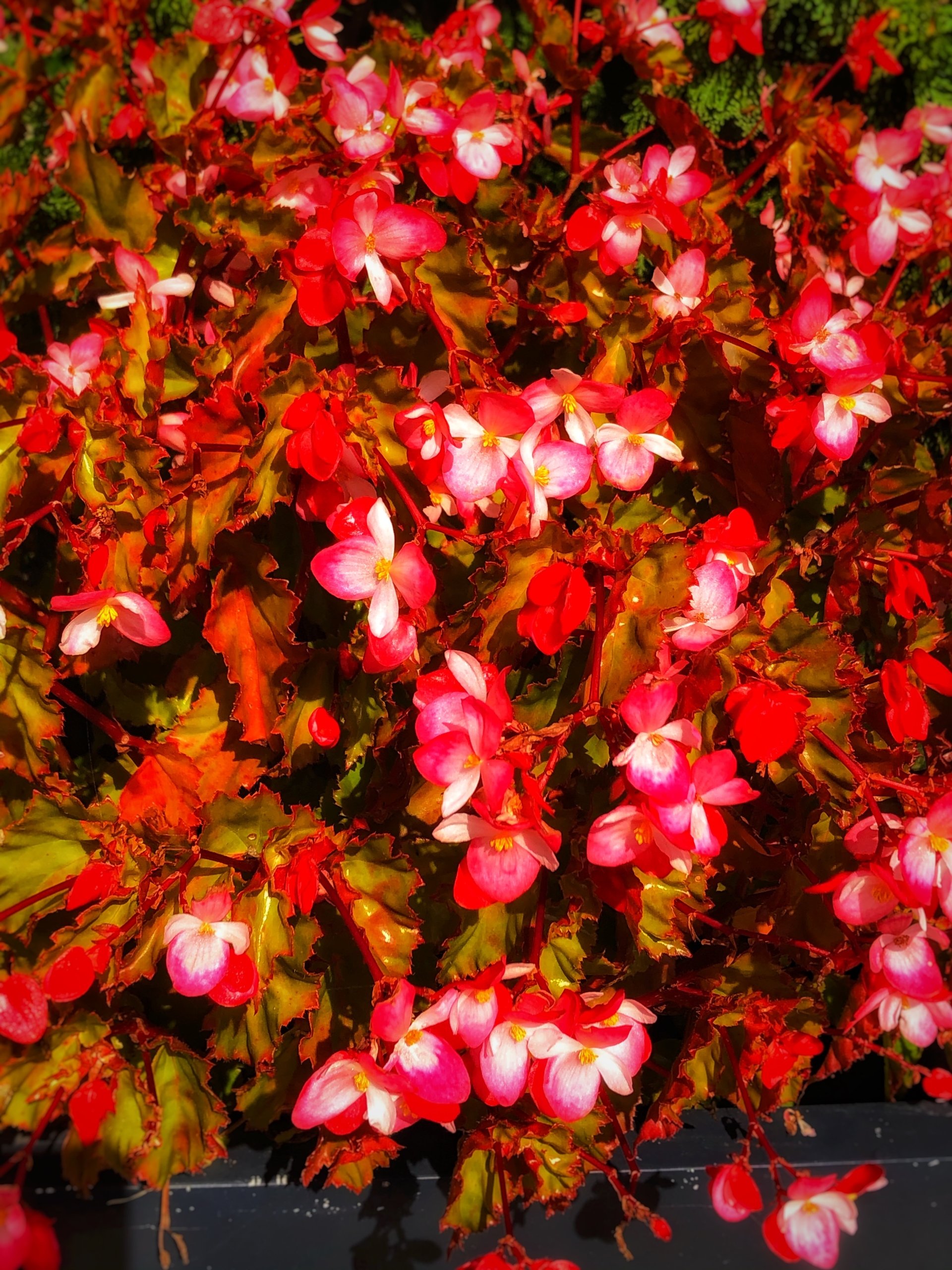 Flowers in Bloom by jhim