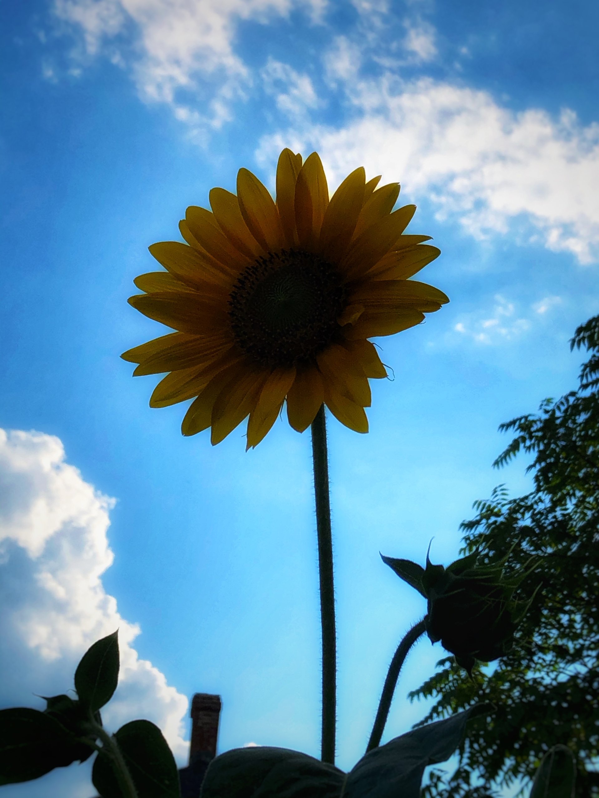 Sunflower by jhim