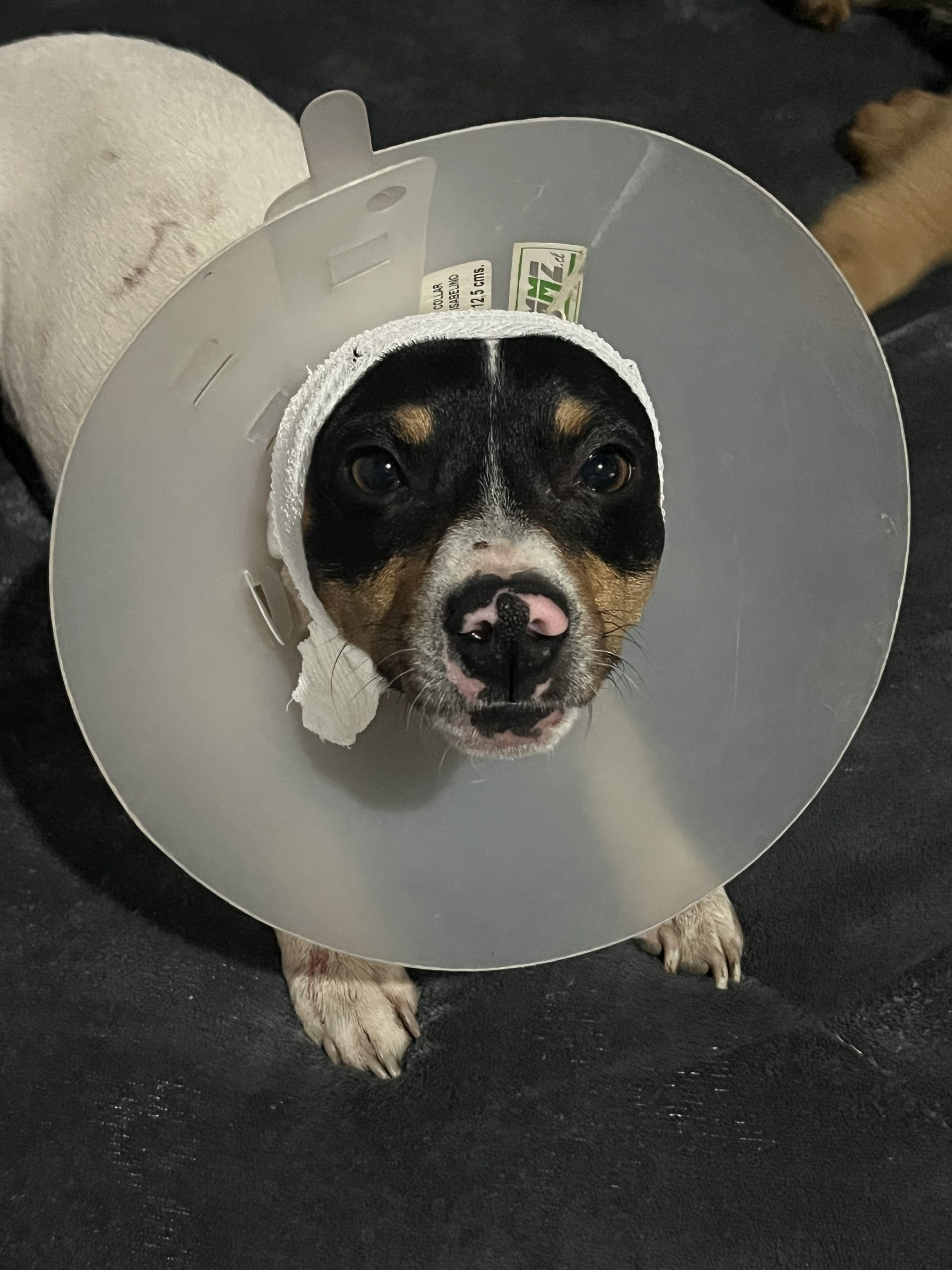 ASD - Desktop Wallpapers, Phone Wallpaper, PFP, Gifs, and More!