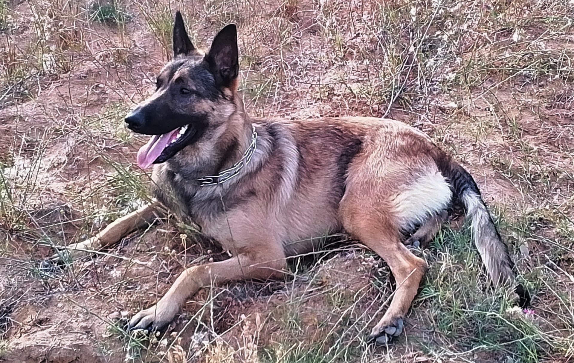 Belgian Malinois Dog 🐕‍🦺 by Rahma_Bacha