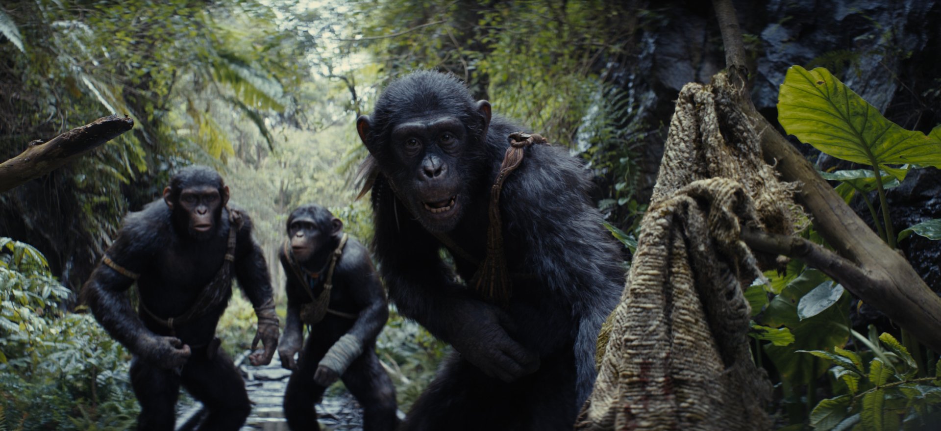 Kingdom Of The Planet Of The Apes - Desktop Wallpapers, Phone Wallpaper ...