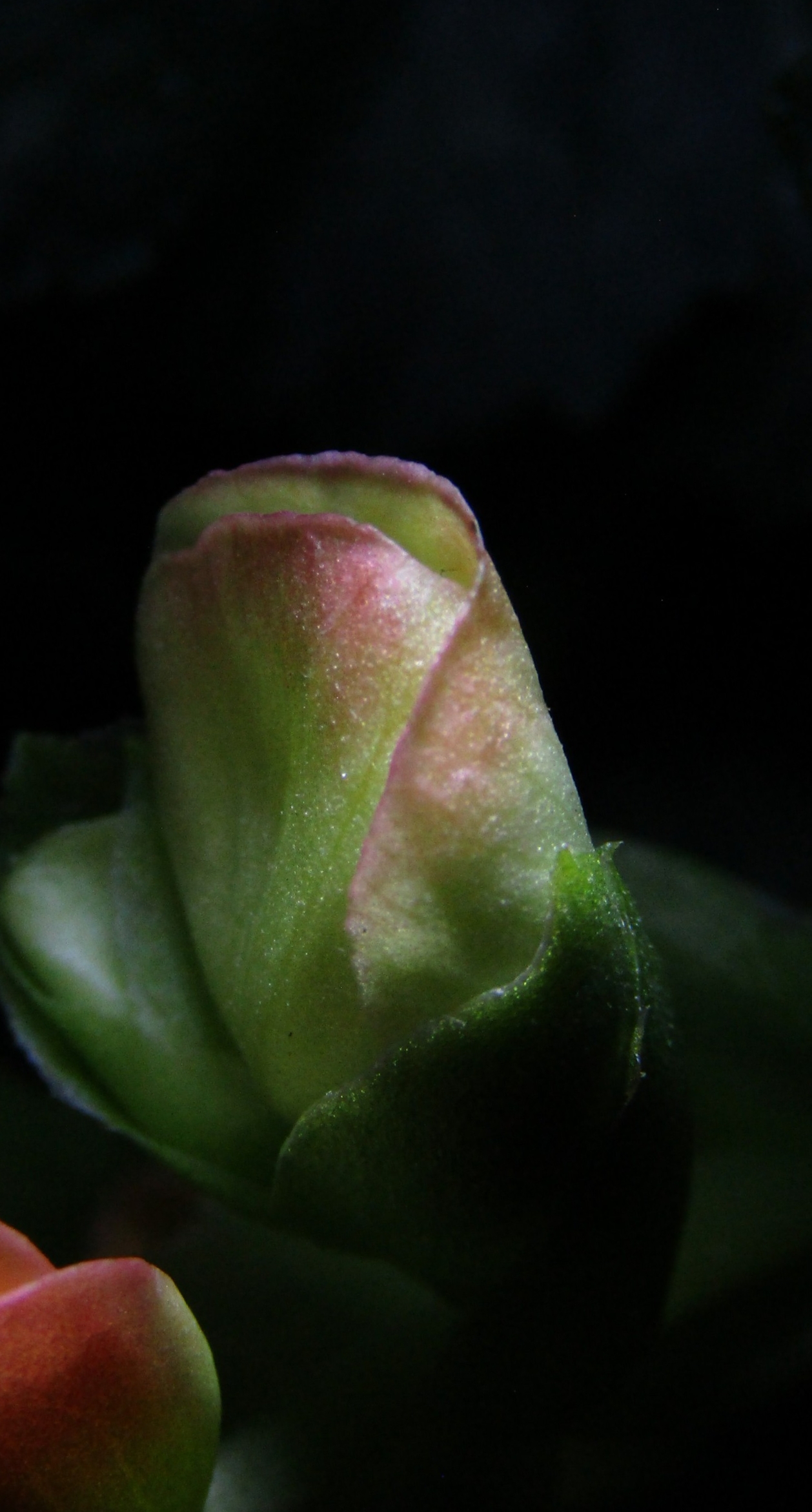 Unfolding Begonia flower petals by Demasc1