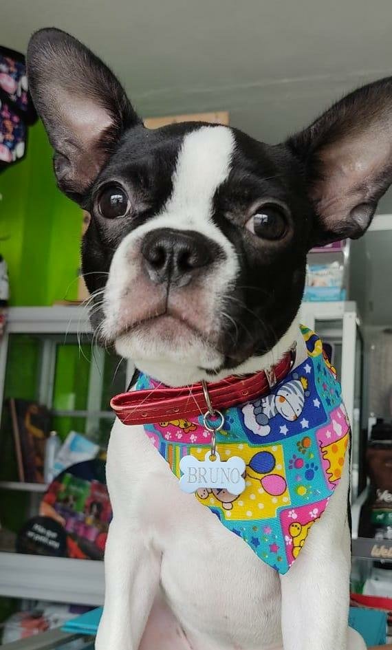 Boston Terrier - Desktop Wallpapers, Phone Wallpaper, PFP, Gifs, and More!