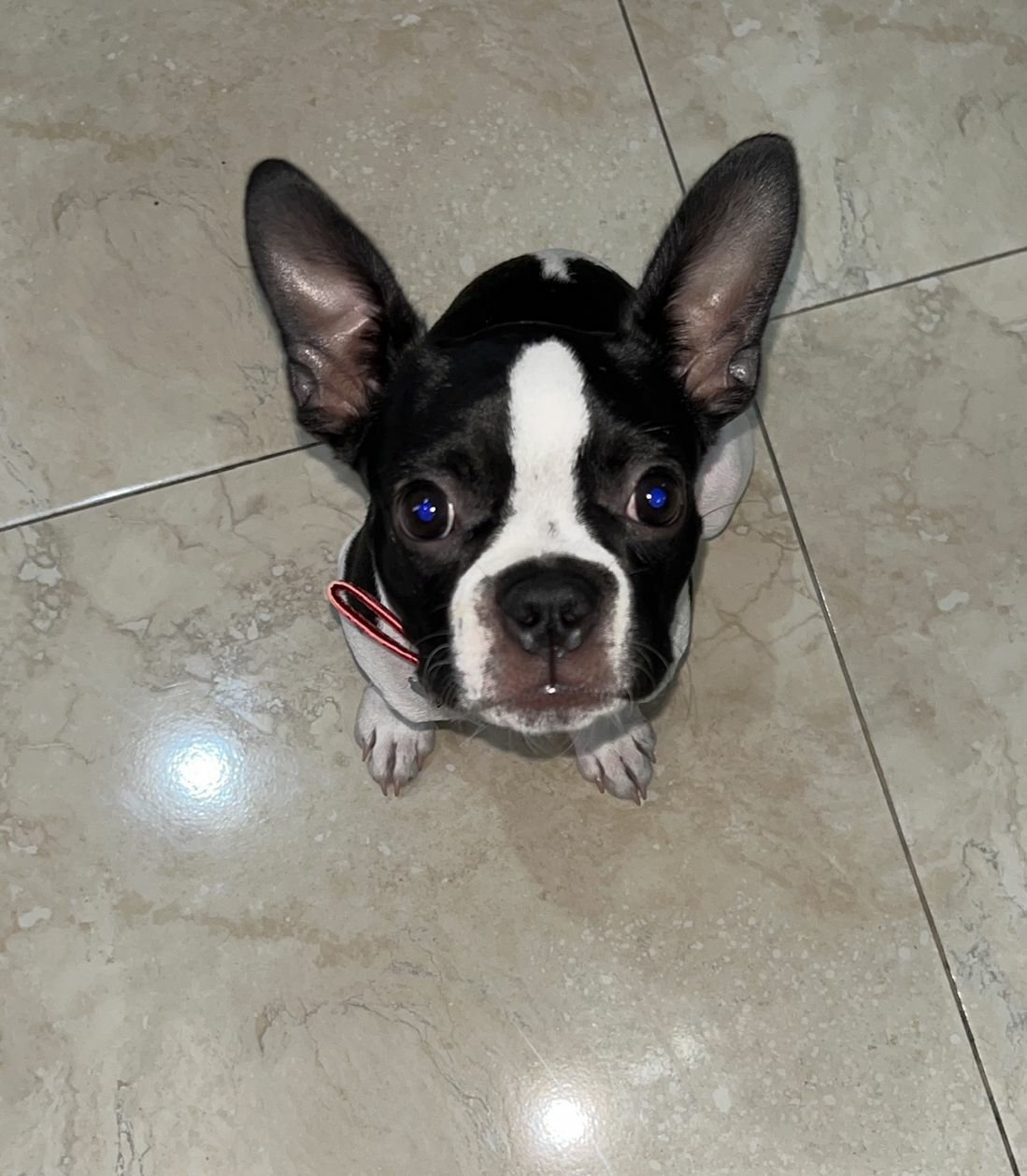 Boston Terrier - Desktop Wallpapers, Phone Wallpaper, PFP, Gifs, and More!