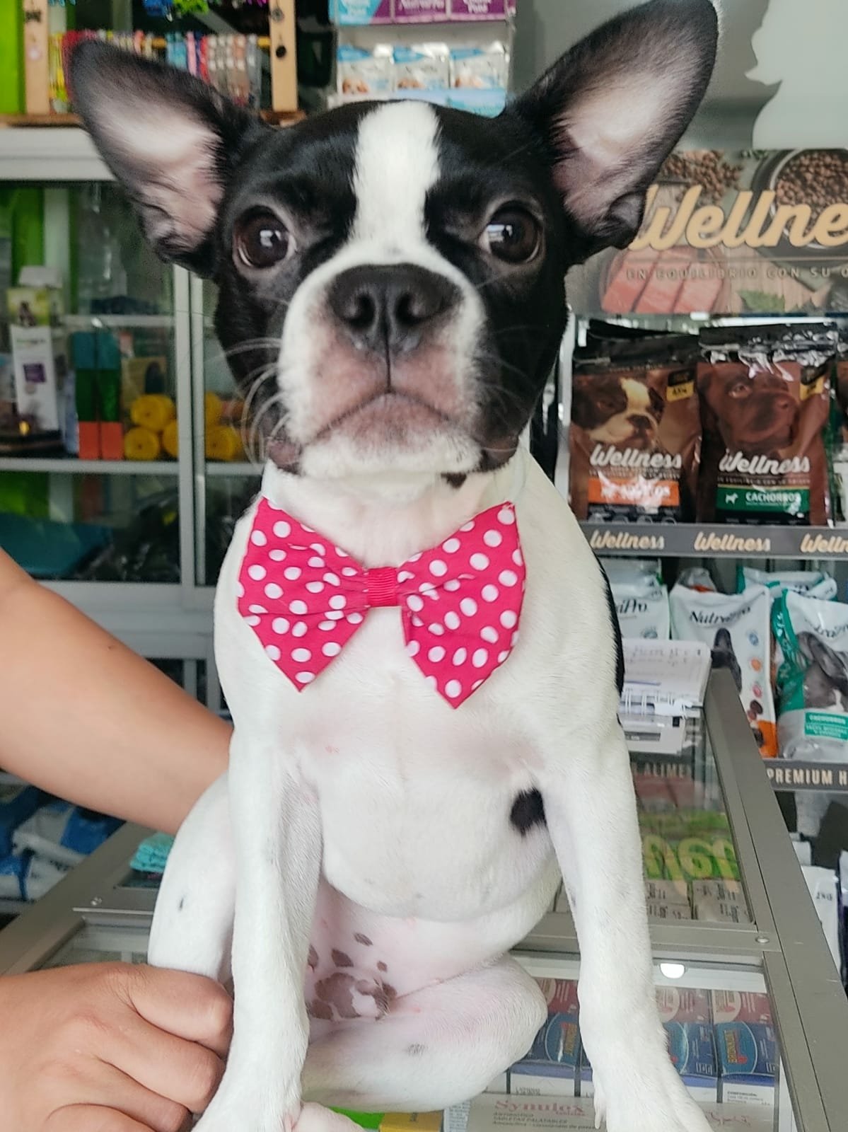 Boston Terrier - Desktop Wallpapers, Phone Wallpaper, PFP, Gifs, and More!