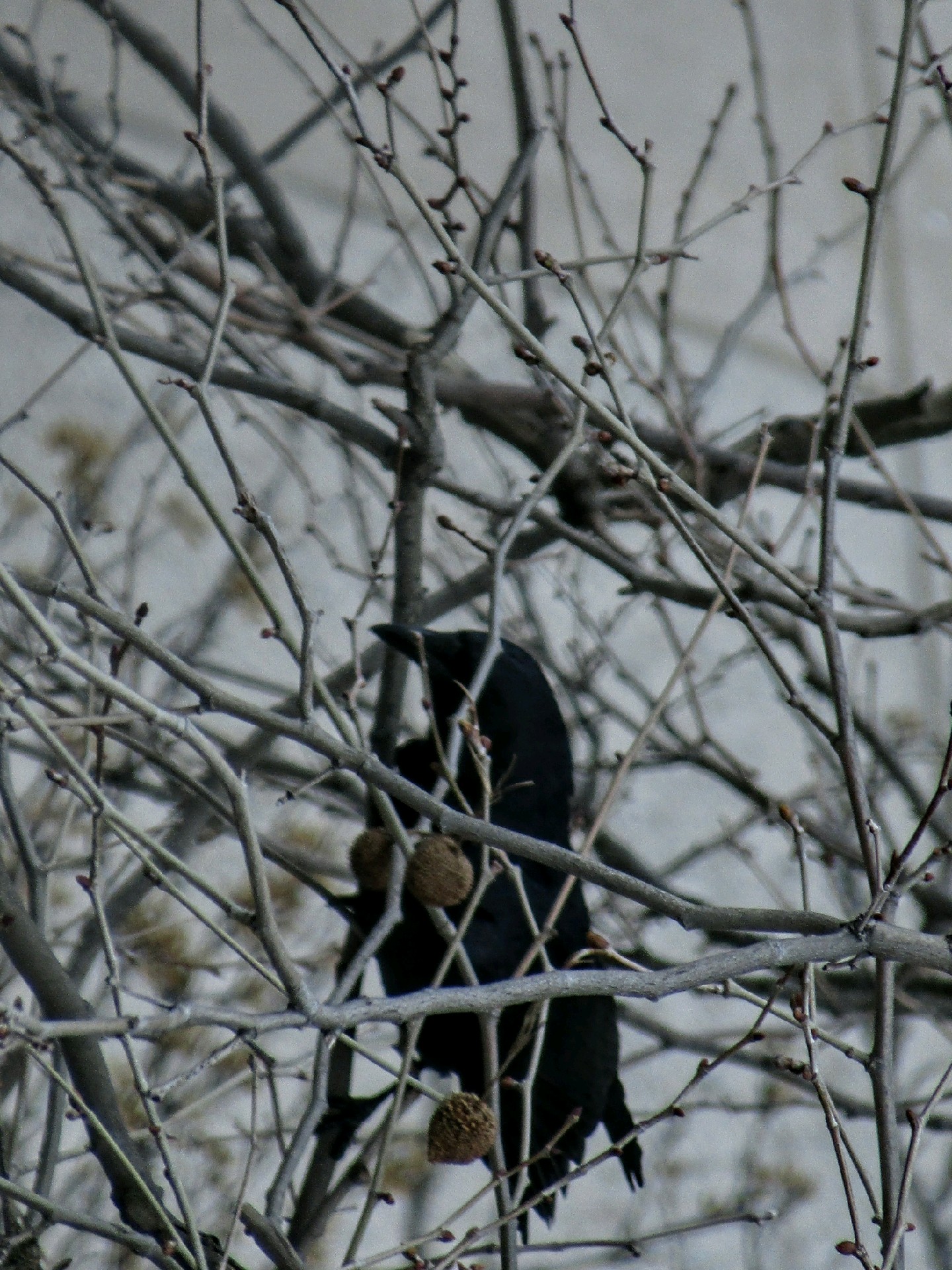 A Crow among budding tree branches.... by Demasc1 - Image Abyss