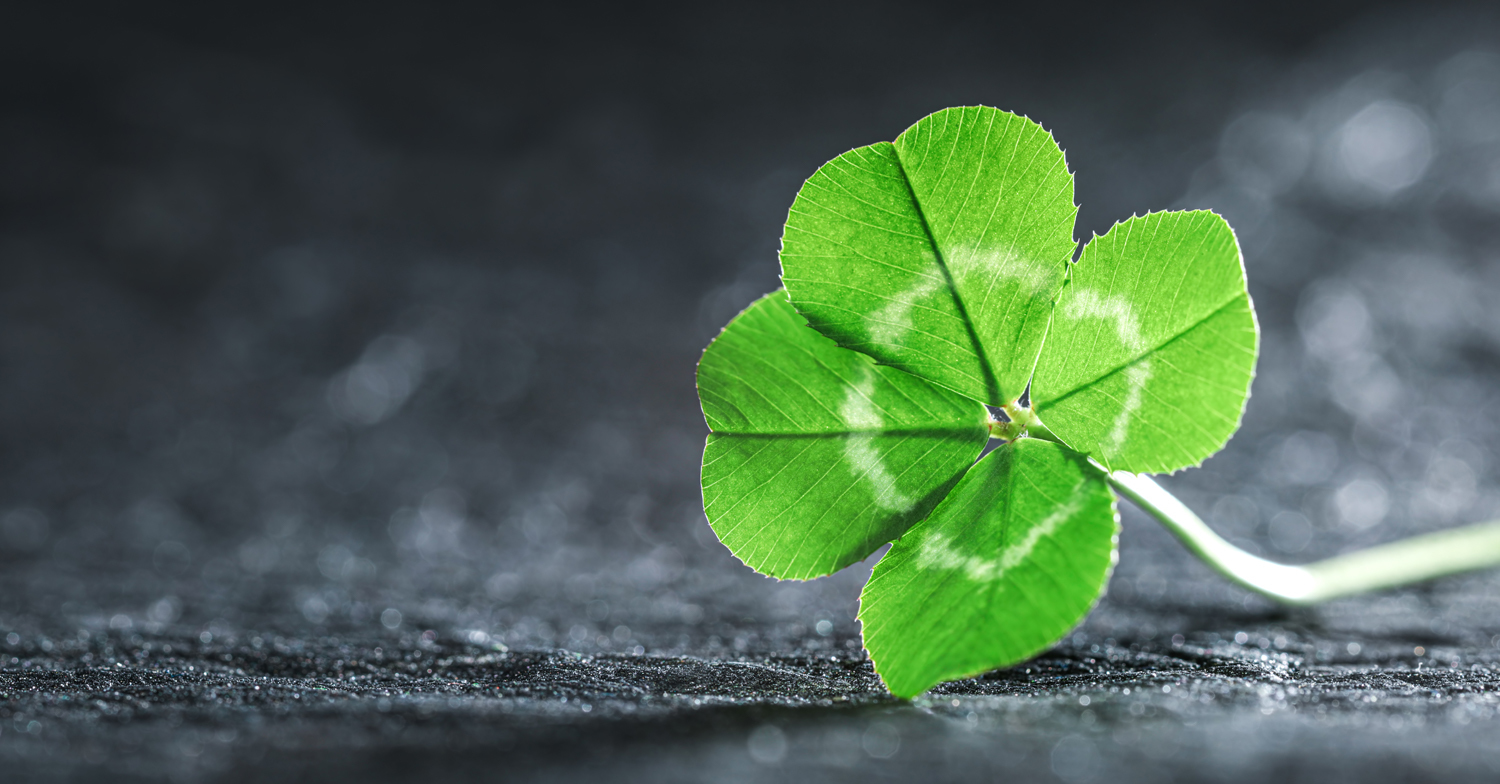 Lucky Four Leaf Clover Image Abyss