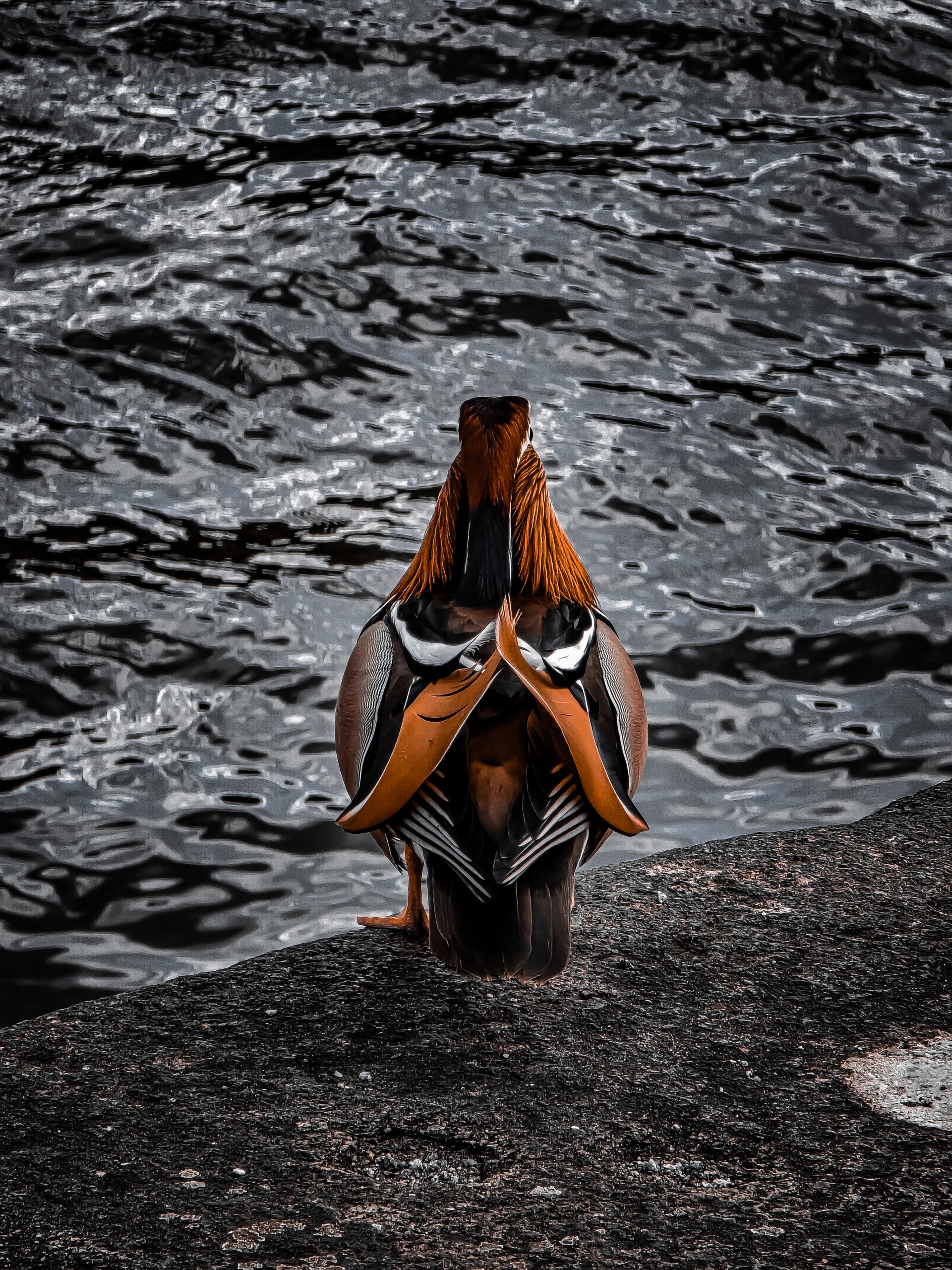 Duck - Desktop Wallpapers, Phone Wallpaper, PFP, Gifs, and More!