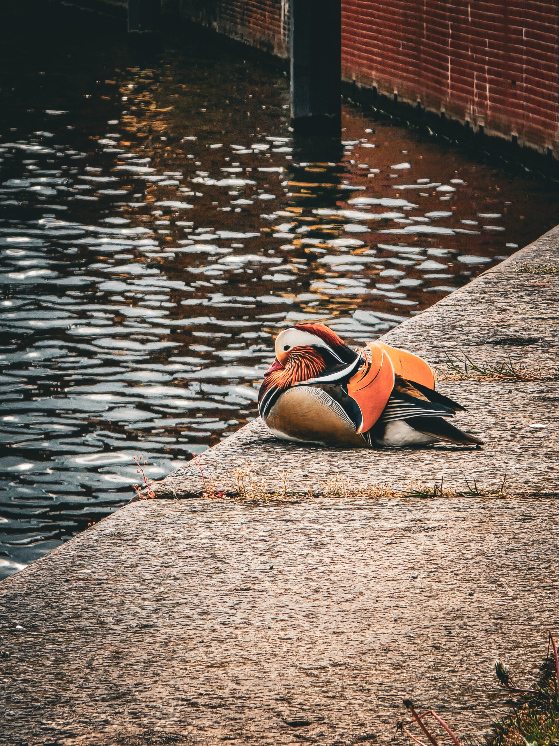 Duck - Desktop Wallpapers, Phone Wallpaper, PFP, Gifs, and More!