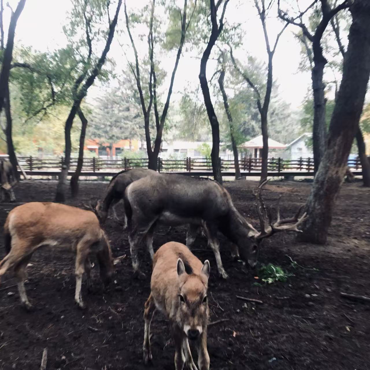 Animals of the Zoo in Spring 2018 by Hollan