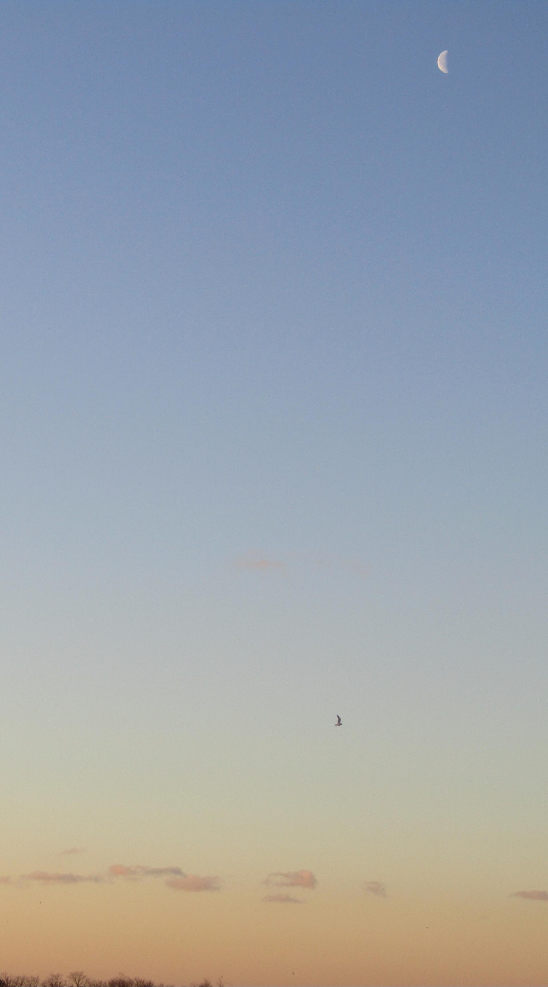 Late Winter morning Moon setting. by Demasc1