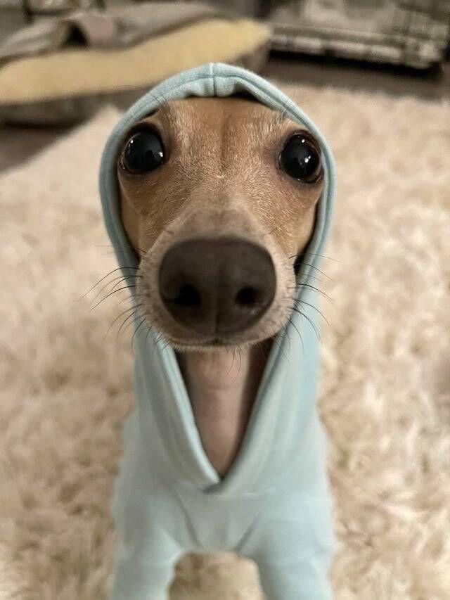 Goofy Ahh - Desktop Wallpapers, Phone Wallpaper, PFP, Gifs, and More!