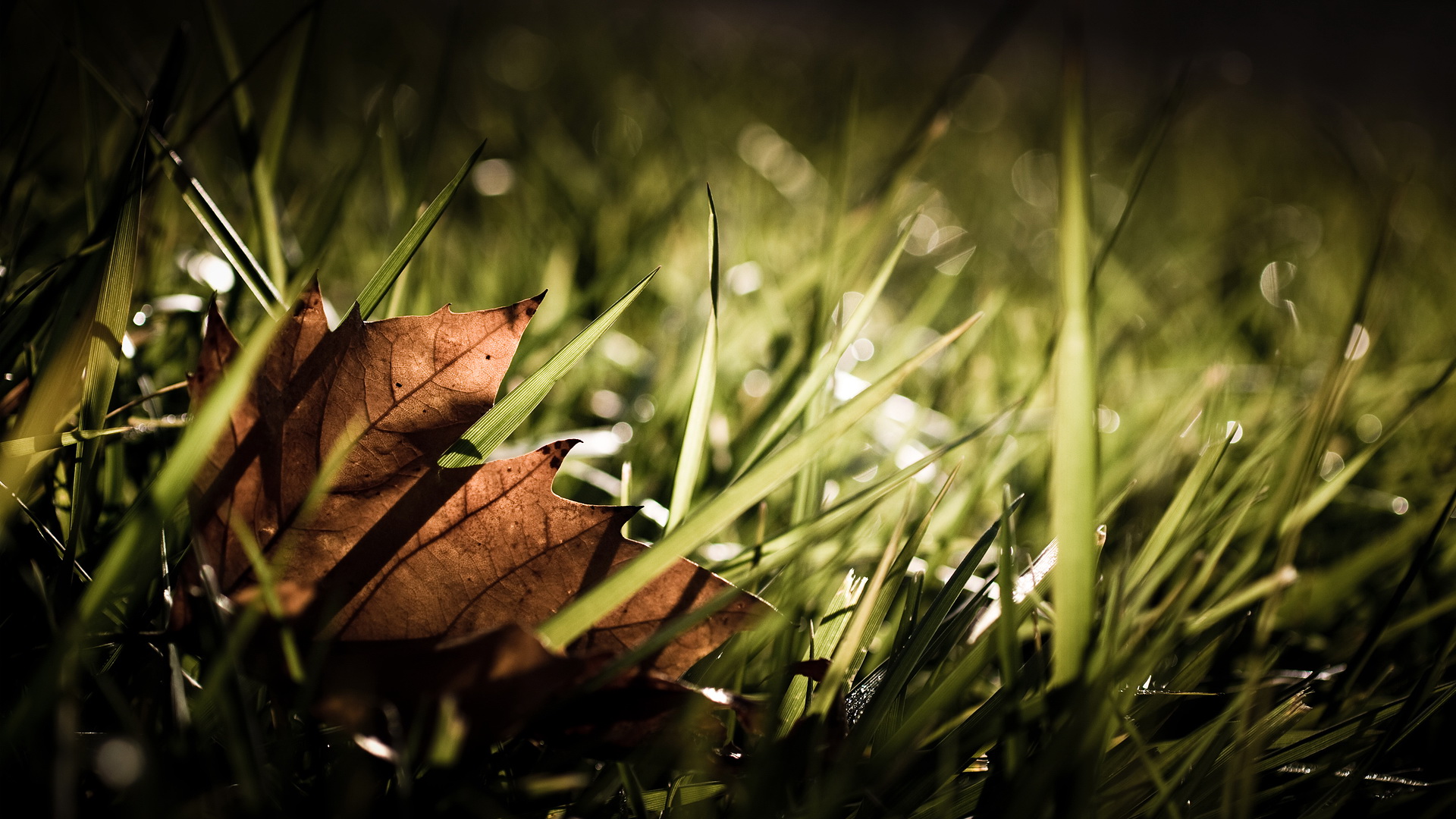 Leaf Picture - Image Abyss